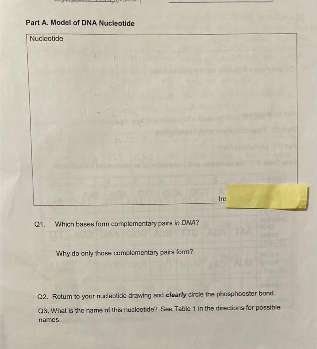 Part A. Model of DNA Nucleotide Q1. Which bases form | Chegg.com