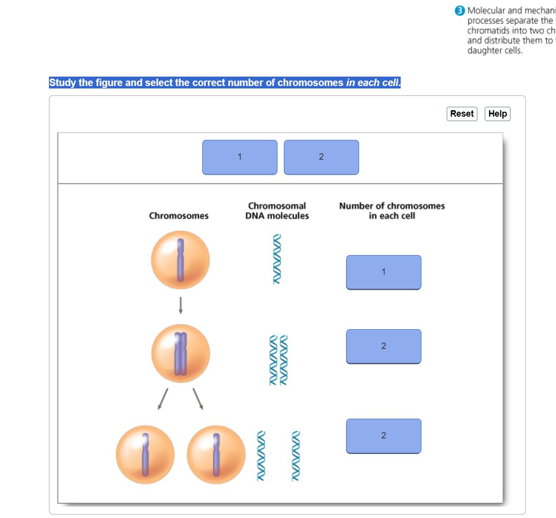 Solved (3) ﻿Molecular and mechanprocesses separate | Chegg.com