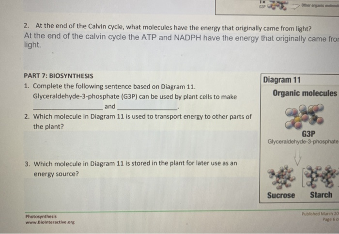 Solved 1 0 5 otser organte molecules 2. At the end of the | Chegg.com