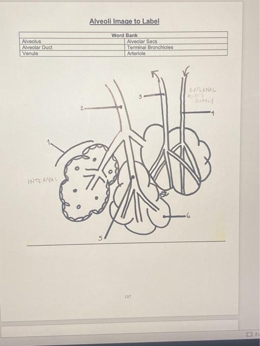 Solved Alveoli Image to Label Alveolus Alveolar Duct Venule | Chegg.com