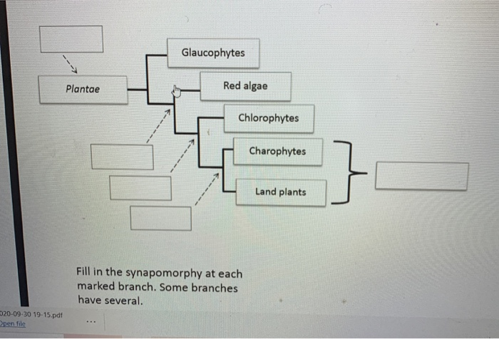 Solved Glaucophytes Plantae Red algae Chlorophytes | Chegg.com