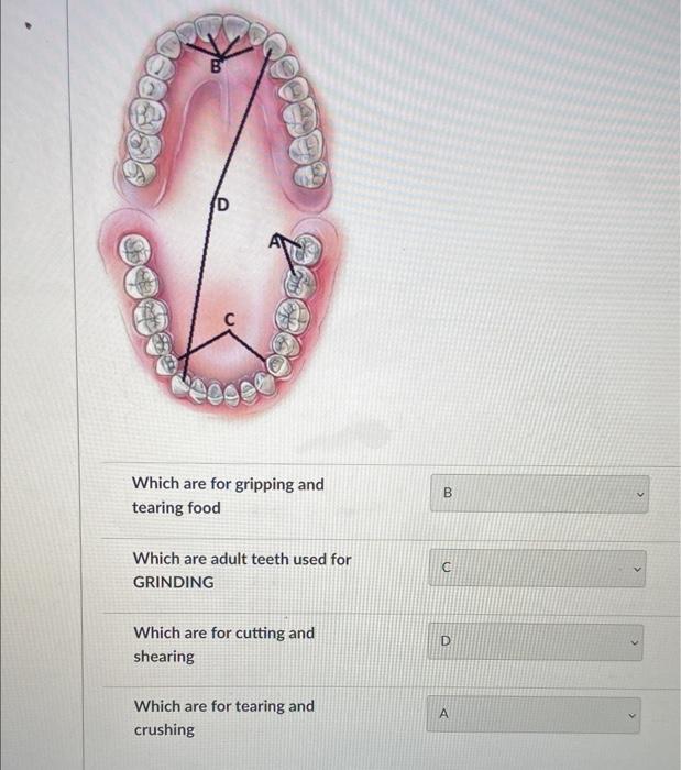 Solved Which are for gripping and tearing food Which are | Chegg.com