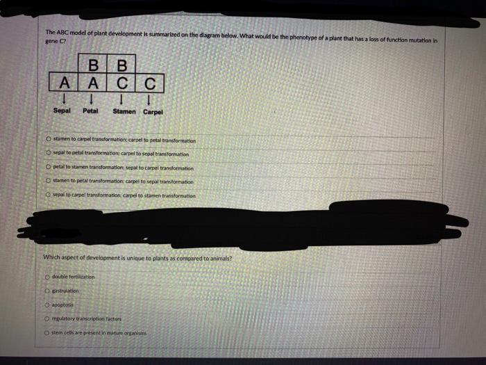 The ABC model of plant development is summarized on | Chegg.com