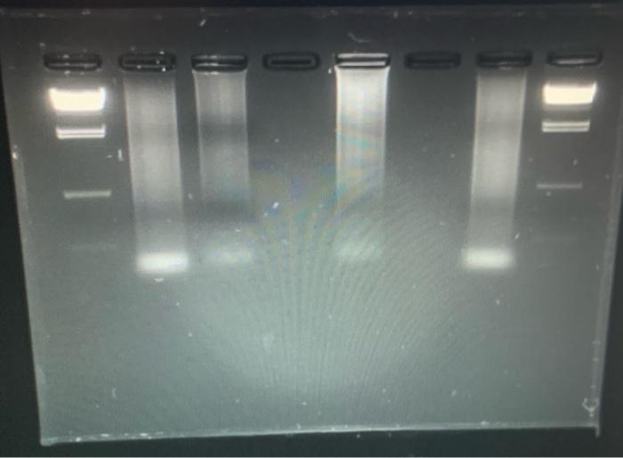 Solved PCR: can someone tell me what i could of possibly | Chegg.com