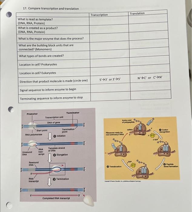 Solved 5. Gene Map Questions Upstream and downstream are | Chegg.com