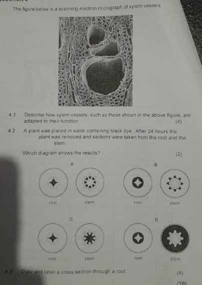 Solved The figure below is a scanning electron micrograph of | Chegg.com