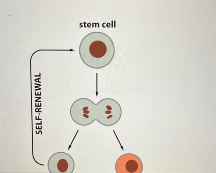 Solved SELF-RENEWAL stem cell proliferating precursor | Chegg.com