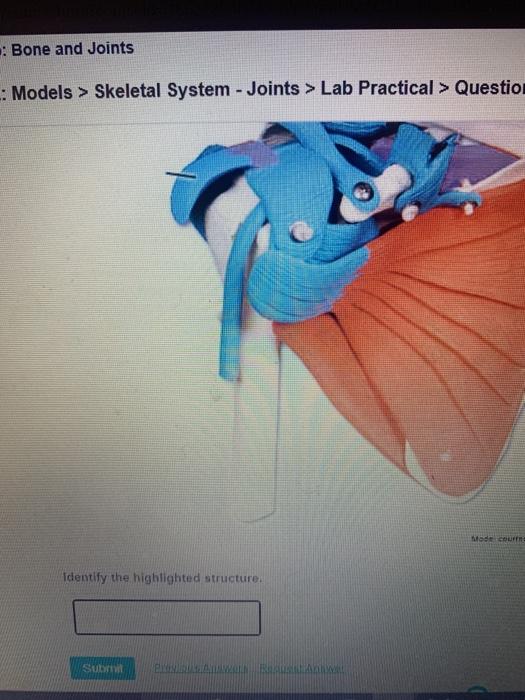 Solved .: Bone and Joints : Models > Skeletal System - | Chegg.com
