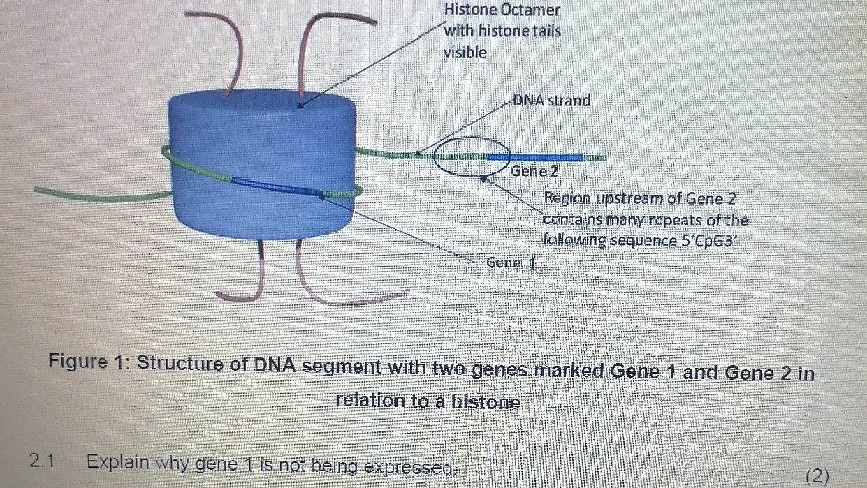 Solved Figure 1: Structure of DNA segment with iwo genes | Chegg.com