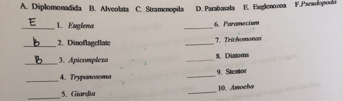 Solved D. Parabasala E. Euglenozoa F.Pseudopoda A. | Chegg.com