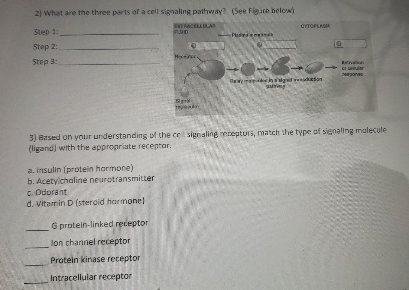 Solved 2) What are the three parts of a cell signaling | Chegg.com