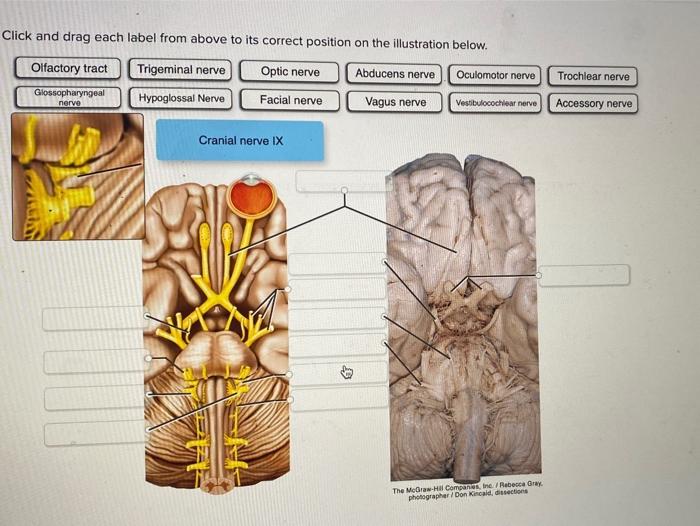Solved Click and drag the appropriate label on the left to | Chegg.com