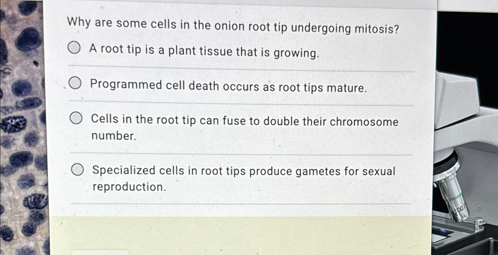 Solved Why are some cells in the onion root tip undergoing | Chegg.com