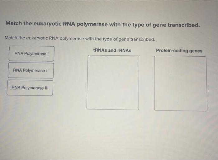 Solved Match the eukaryotic RNA polymerase with the type of | Chegg.com