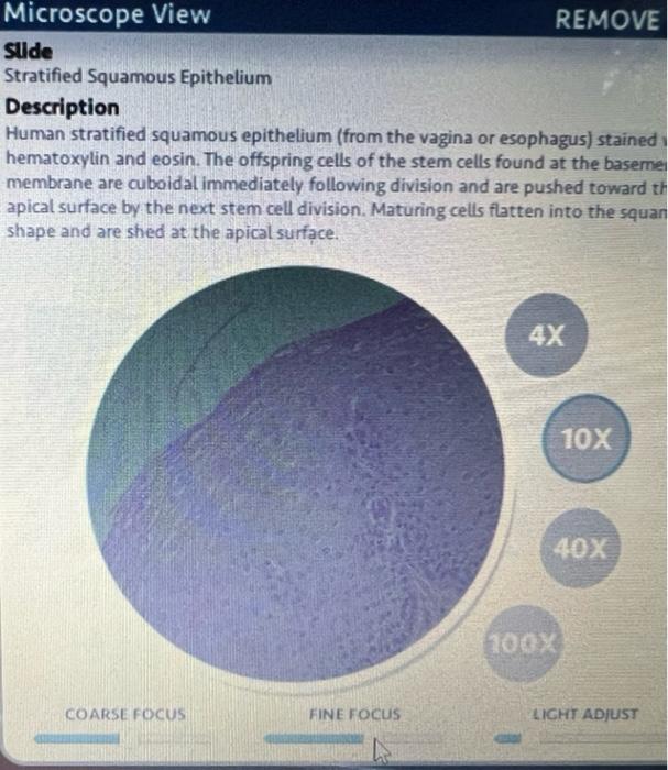 Solved 5. Open the "How to estimate size of an object under | Chegg.com