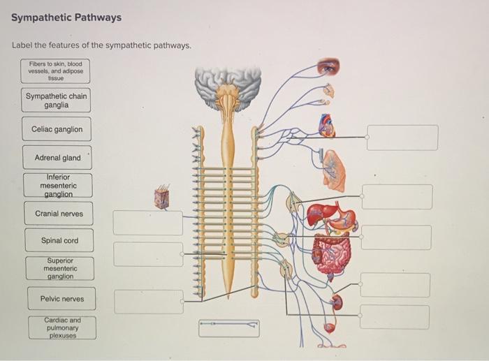 Solved Sympathetic Pathways Label the features of the | Chegg.com