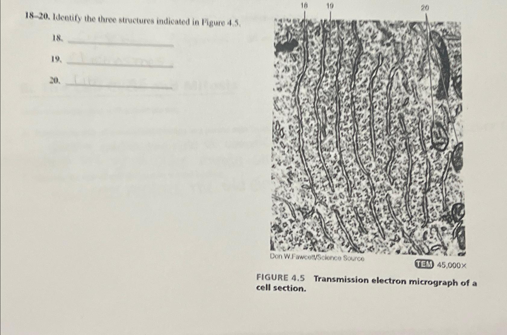 18-20. ﻿Identify the three structures indicated in | Chegg.com