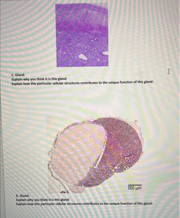Solved Part 2: Histology Identify the following histological | Chegg.com
