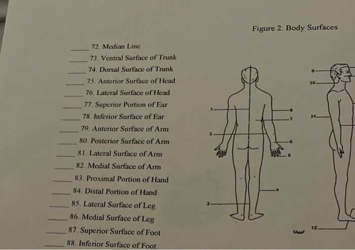 Solved Figure 2: Body Surfaces 72. Median Line 73. Ventral | Chegg.com