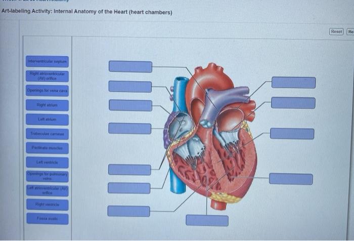 Solved Art-labeling Activity: Internal Anatomy of the Heart | Chegg.com