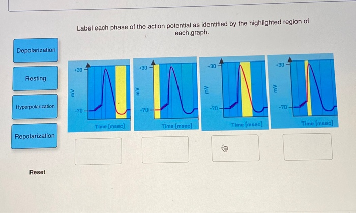 Solved Label each phase of the action potential as | Chegg.com