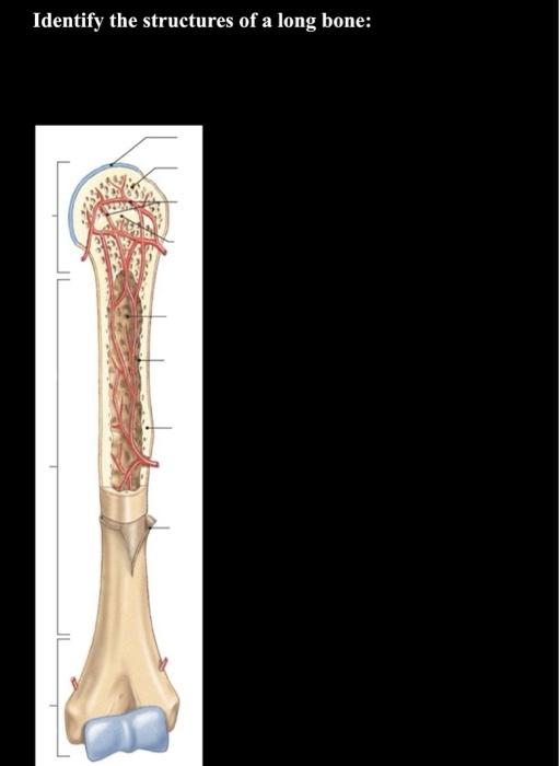 Solved Identify the structures of a long bone: | Chegg.com