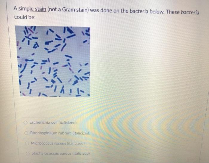 Simple Stain Staphylococcus Aureus