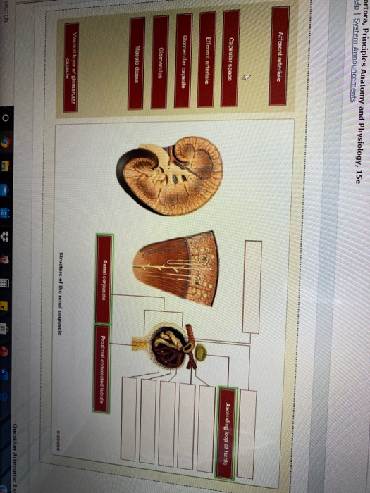 Solved ortora, Principles Anatomy and Physiology, 15e er | Chegg.com