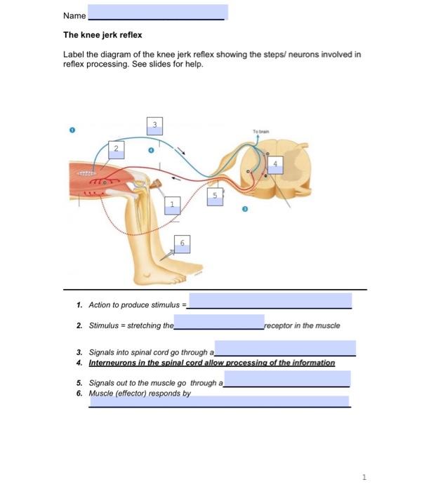 Solved The knee jerk reflex Label the diagram of the knee | Chegg.com