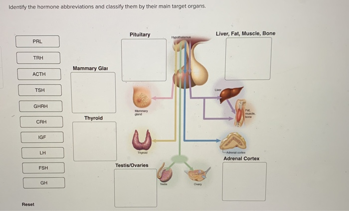 Solved Identify The Hormone Abbreviations And Classify Them