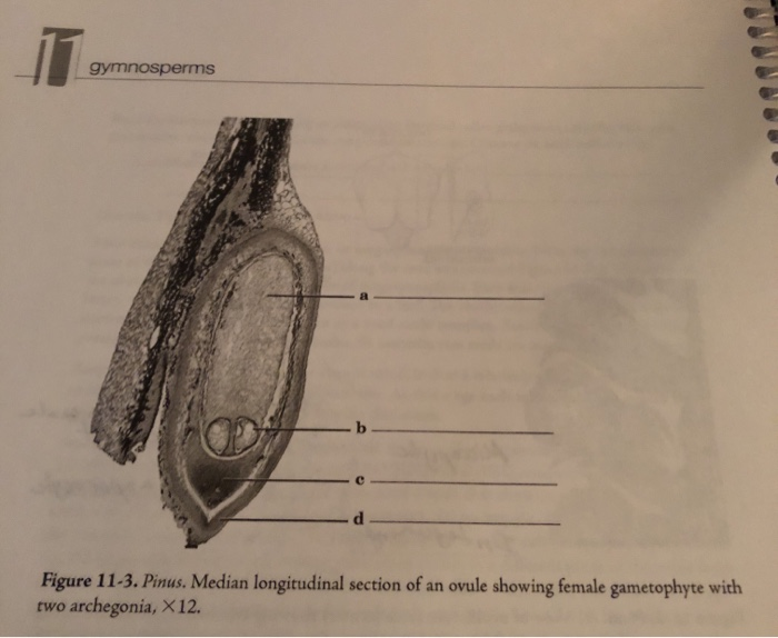 Solved Identify and label the female gametophyte, an | Chegg.com