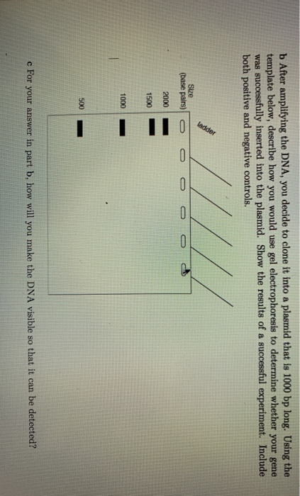 Solved PCR a Below is a DNA sequence encoding for part of a | Chegg.com