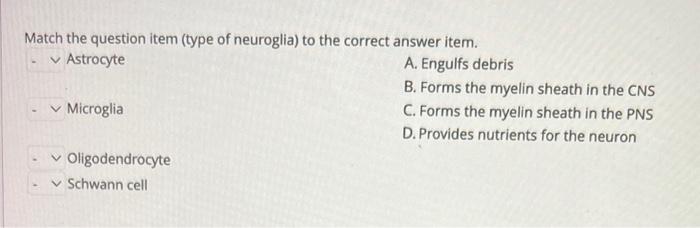 Solved Match the question item (neuron) to the correct | Chegg.com
