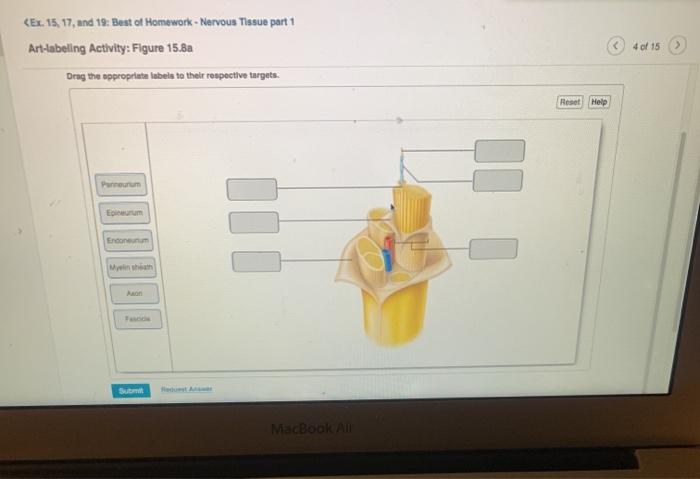 Solved (Ex. 15, 17, and 19: Best of Homework - Nervous | Chegg.com