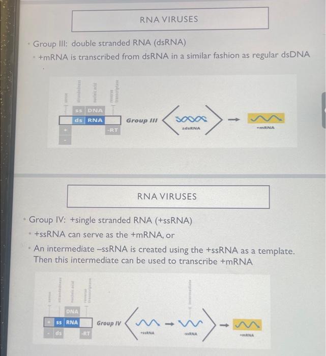 Group Iii Double Stranded Rna Dsrna Mrna Is