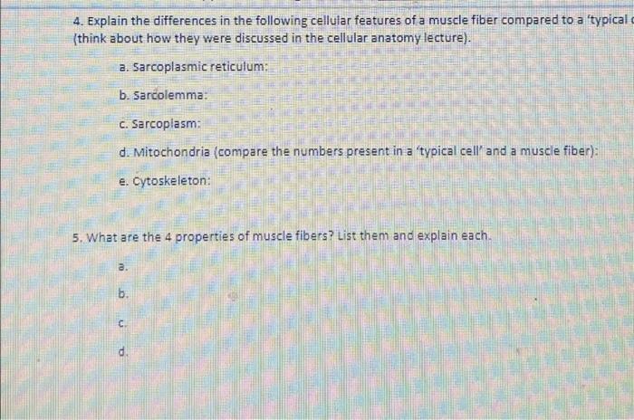 Solved Answer the following questions for the muscle anatomy | Chegg.com
