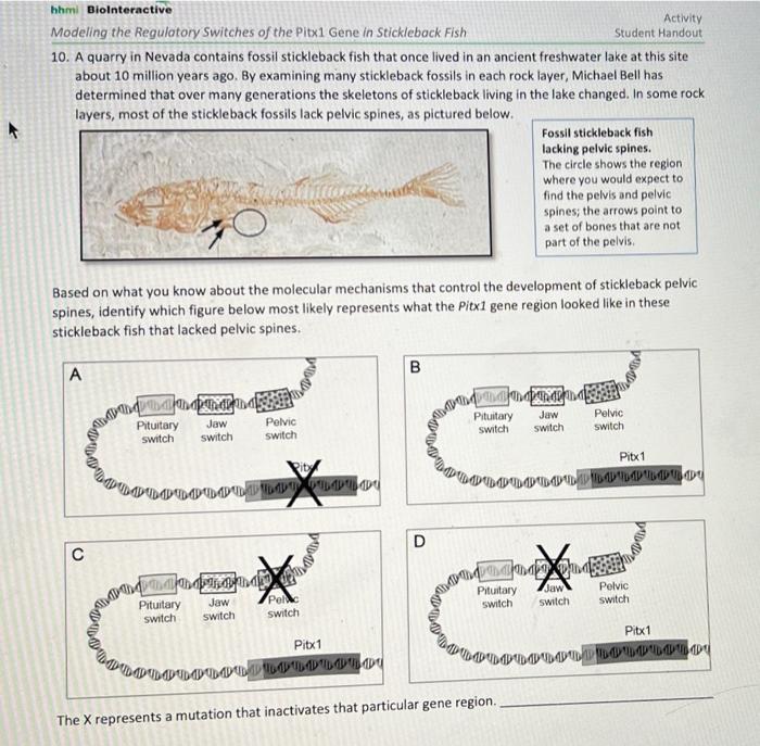 Solved hhmi Biolnteractive Activity Modeling the Regulatory | Chegg.com