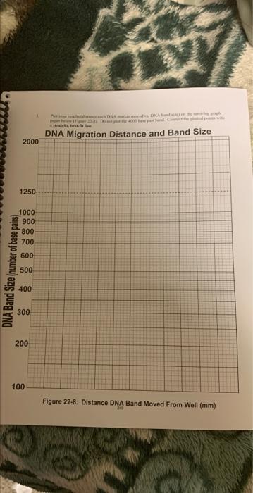 Solved DNA Migration Distance and Band Size 2000 | Chegg.com