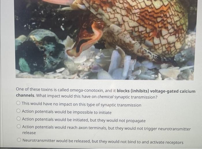 Solved One of these toxins is called omega-conotoxin, and it | Chegg.com