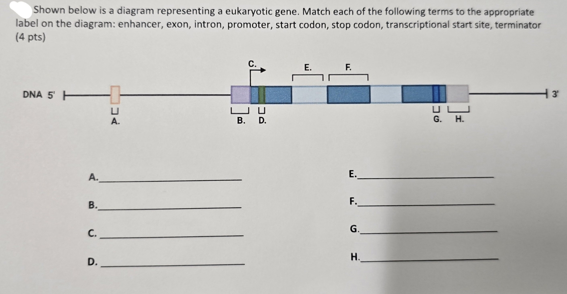 Solved Shown below is a diagram representing a eukaryotic | Chegg.com