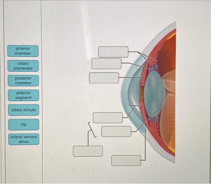 Solved Reset Help Both eyes Primary vsual cortex Optic | Chegg.com