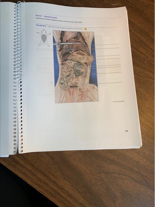 LABORATORY ASSESSMENT 65 Fetal Pig Dissection: | Chegg.com