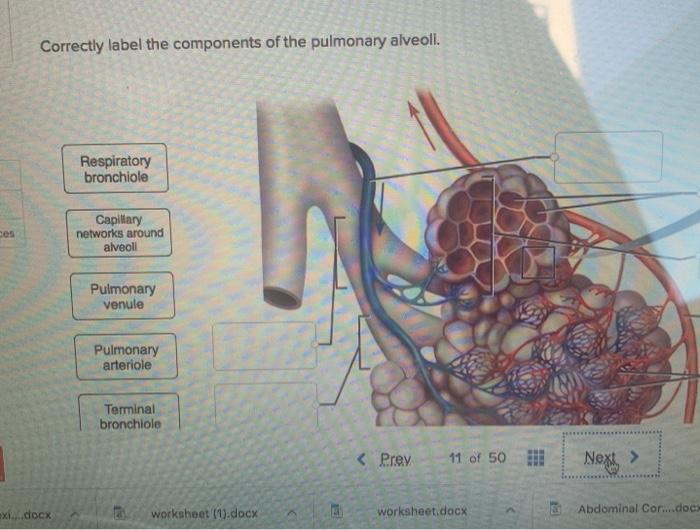 Solved Correctly label the components of the pulmonary | Chegg.com