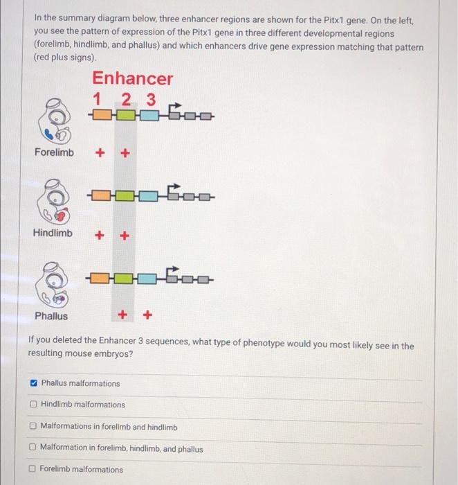 Solved In the summary diagram below, three enhancer regions | Chegg.com