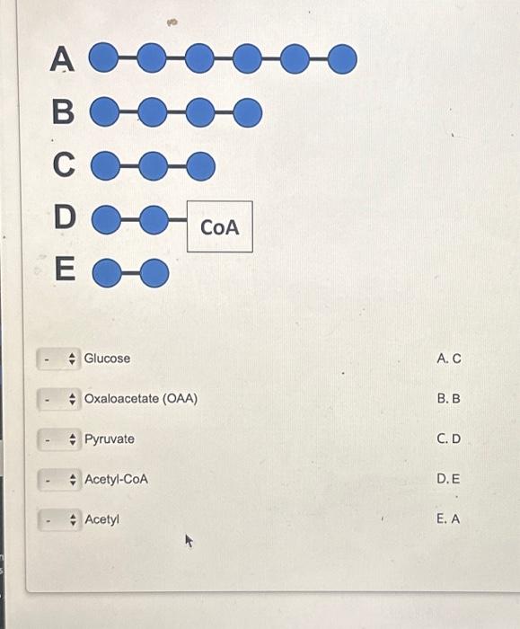 Solved Oxaloacetate (OAA) Pyruvate Acetyl-CoA Acetyl | Chegg.com