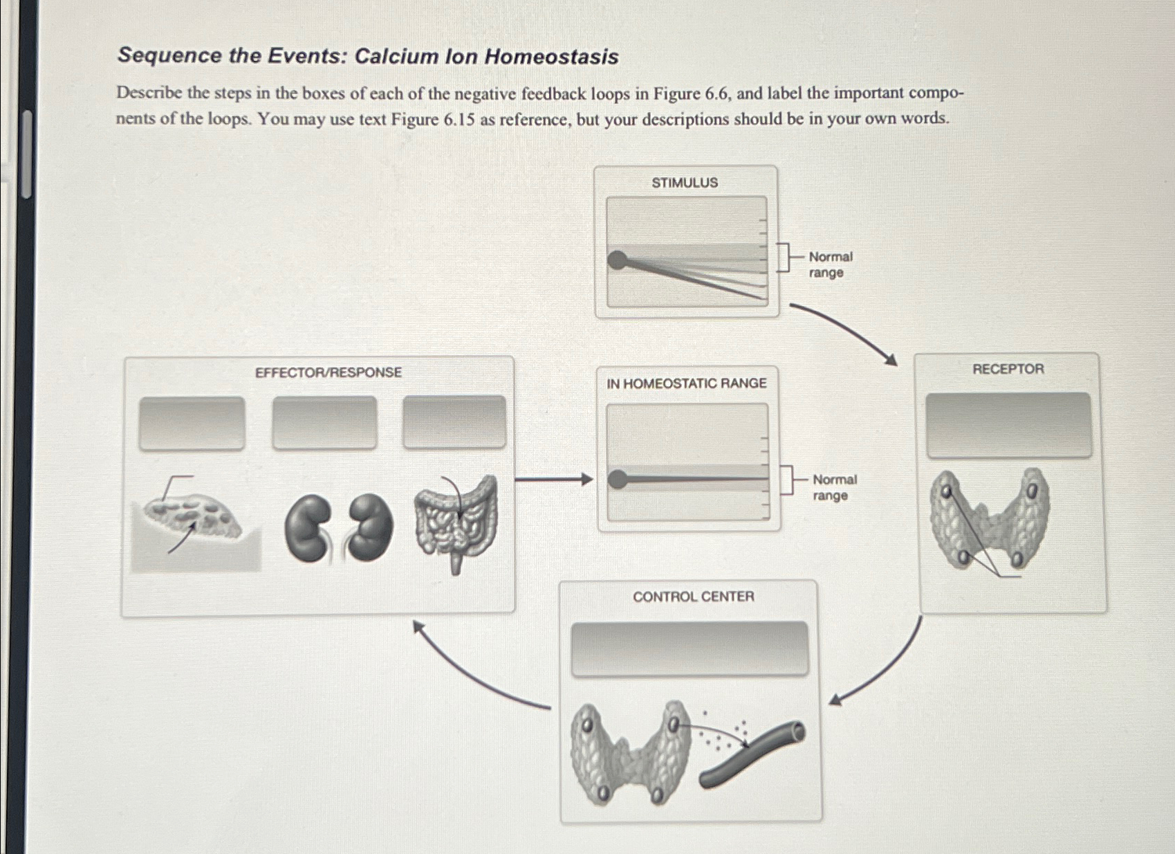 Solved Sequence the Events: Calcium Ion HomeostasisDescribe | Chegg.com