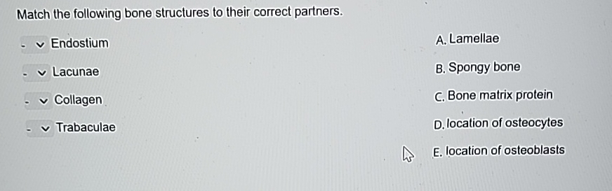 Solved Match the following bone structures to their correct | Chegg.com