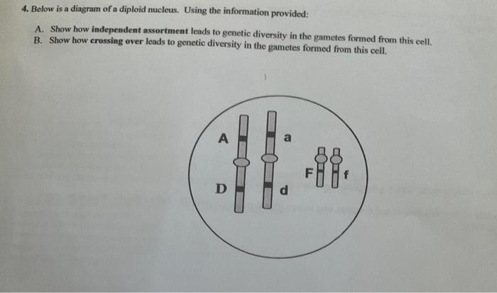 Solved 4. Below is a diagram of a diploid nucleus. Using the | Chegg.com