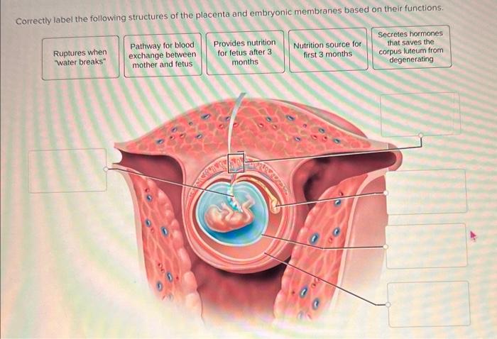 Solved Correctly label the following structures of the | Chegg.com