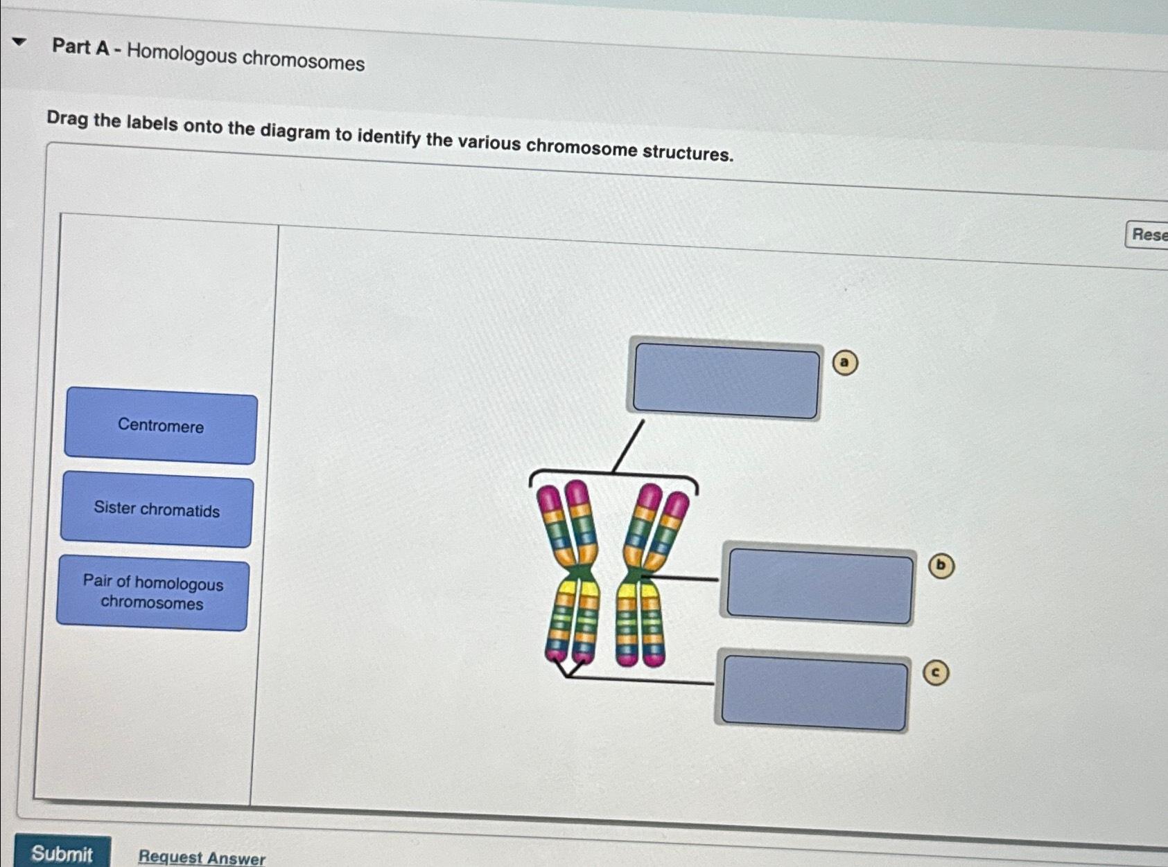 Solved Part A - ﻿Homologous chromosomesDrag the labels onto | Chegg.com